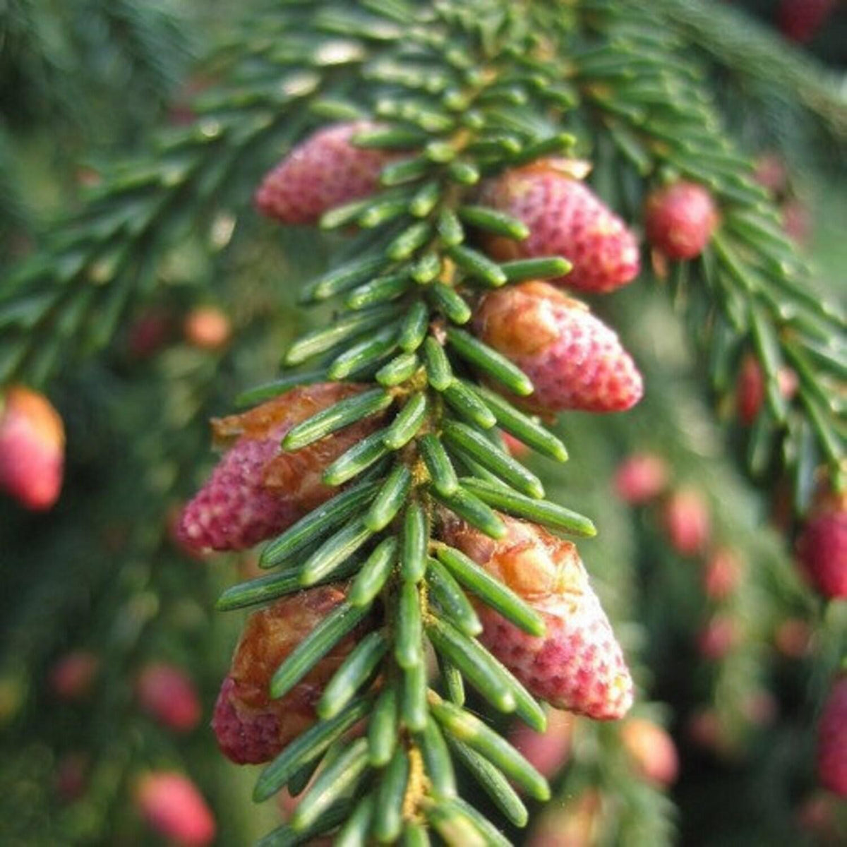 Mountain Hemlock Tree Seeds (tsuga Mertensiana) 35+ Seeds - Perfect fo ...