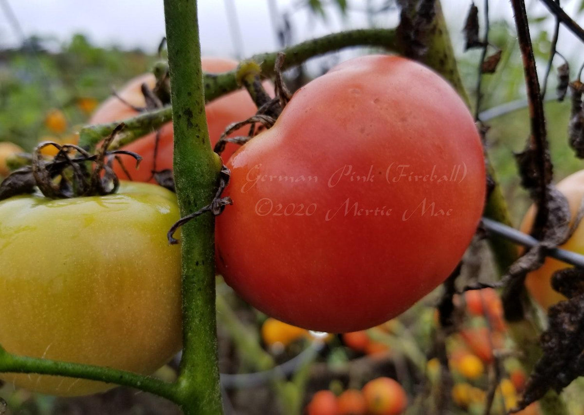 50+ Seeds German Pink (fireball) Tomato Seeds Organically Grown, , , W ...