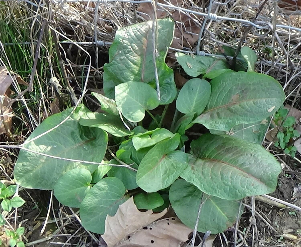 + Broadleaf Dock Seeds Rumex Obtifoli Organic Ophidian Farms 100+ Seed ...