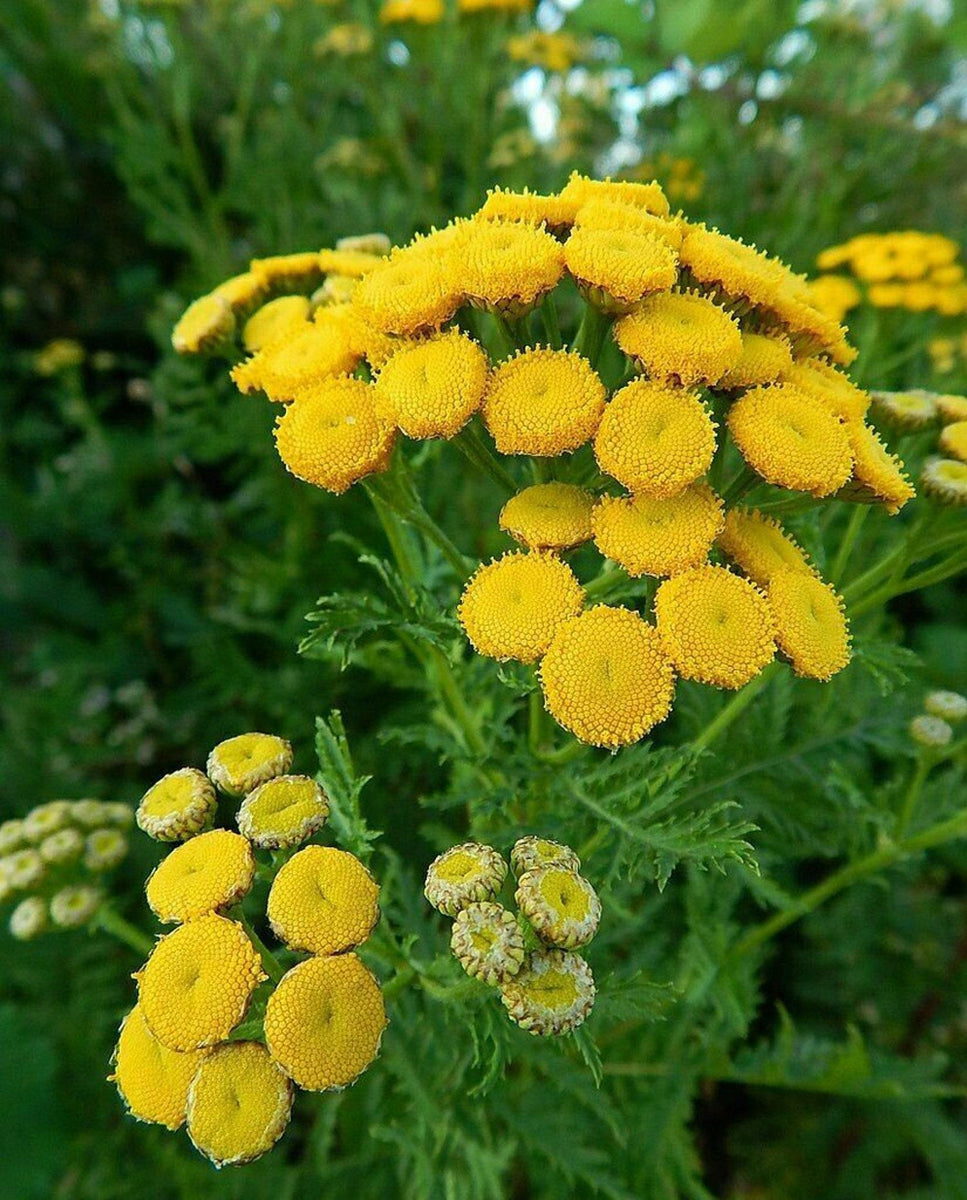Common Tansy Tanacetum Vulgare + Seeds (e 100+ Seeds ) - Perfect for P ...