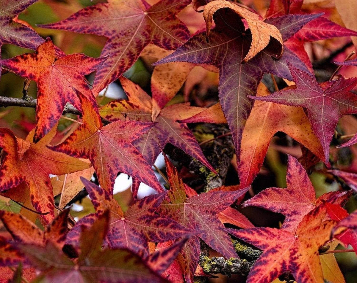 50+ Seeds American Sweetgum Liquidambar Styraciflua Storax Alligator S ...