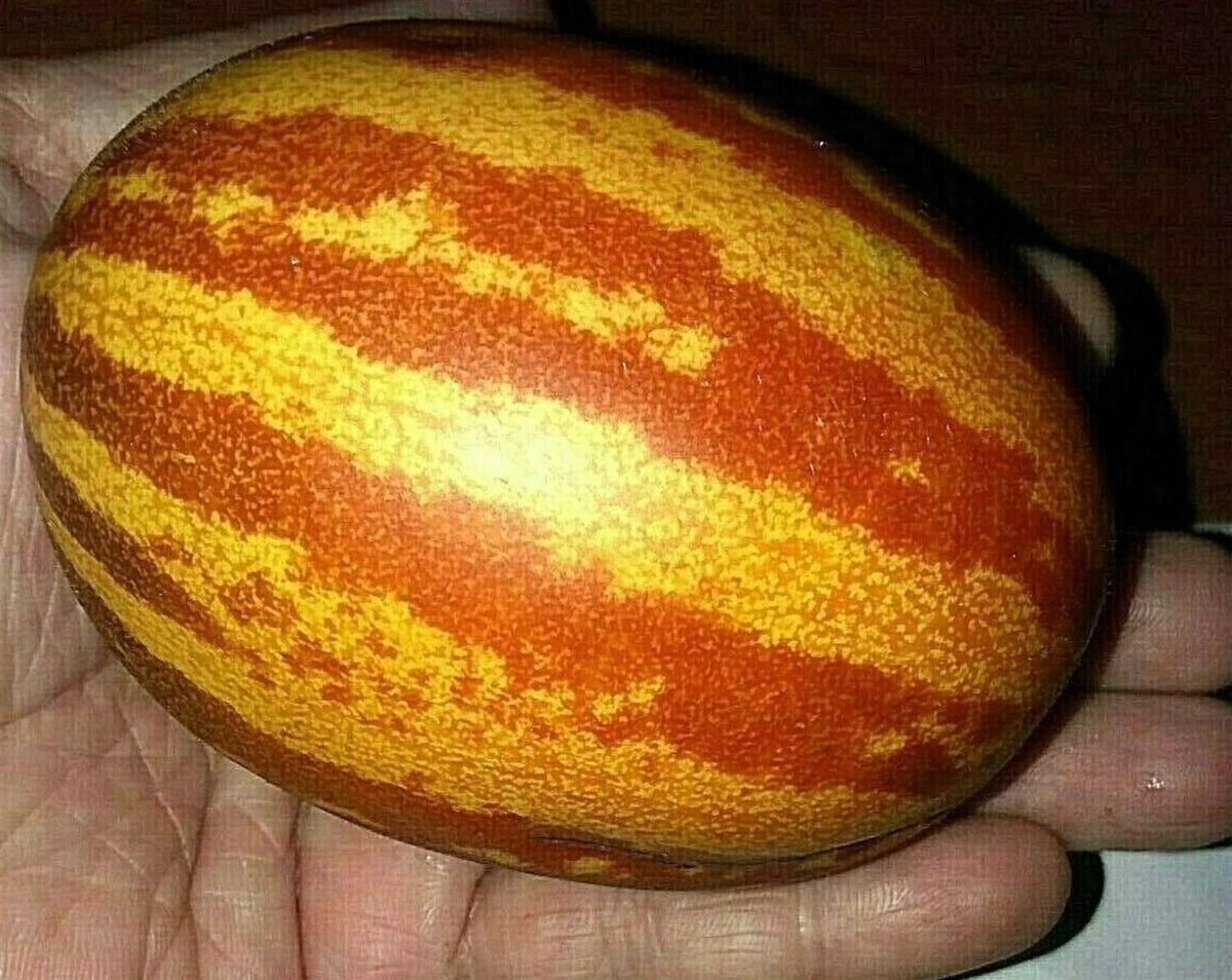 50+ Seeds Rich Sweetness Mini Melon Seeds - Perfect for Planting and G ...