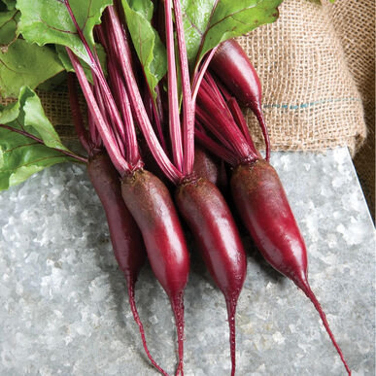 Beet Cylinders Beets Seeds 50+ Seeds - Perfect for Planting and Giftin ...