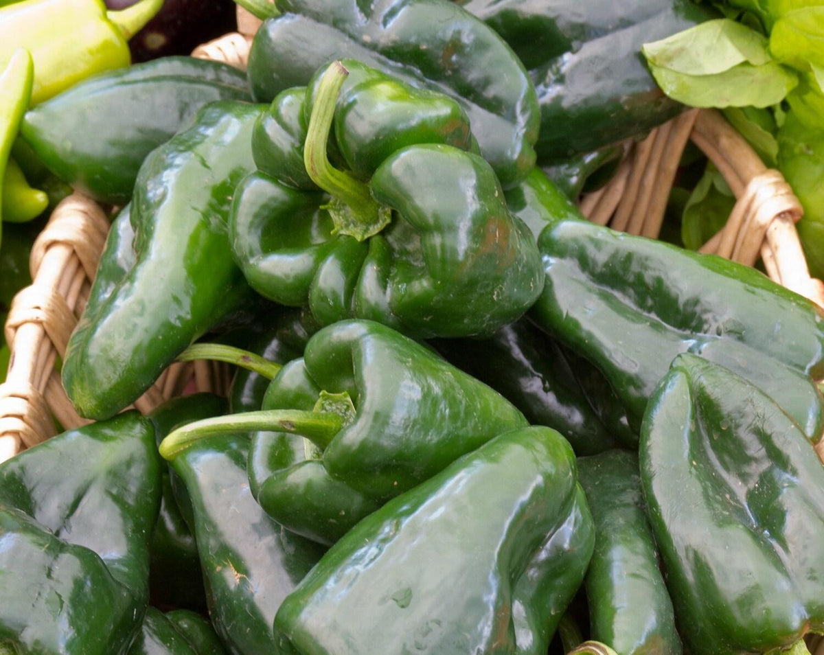 50+ Seeds Organic Poblano Pepper Seeds - Perfect for Planting and Gift ...
