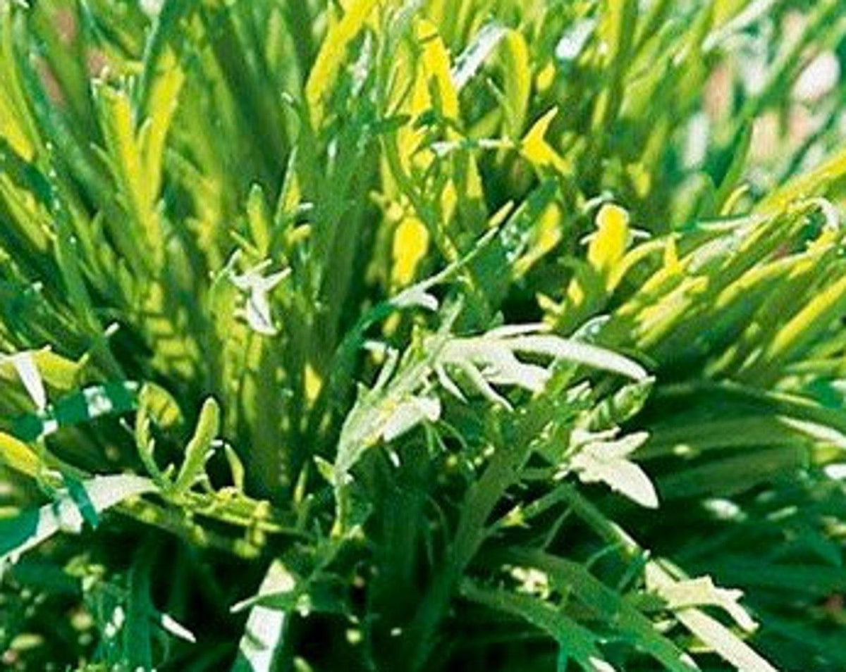 50+ Seeds Minutina Seeds Erba Stella Plantago Coronopus Delicious, Nut ...