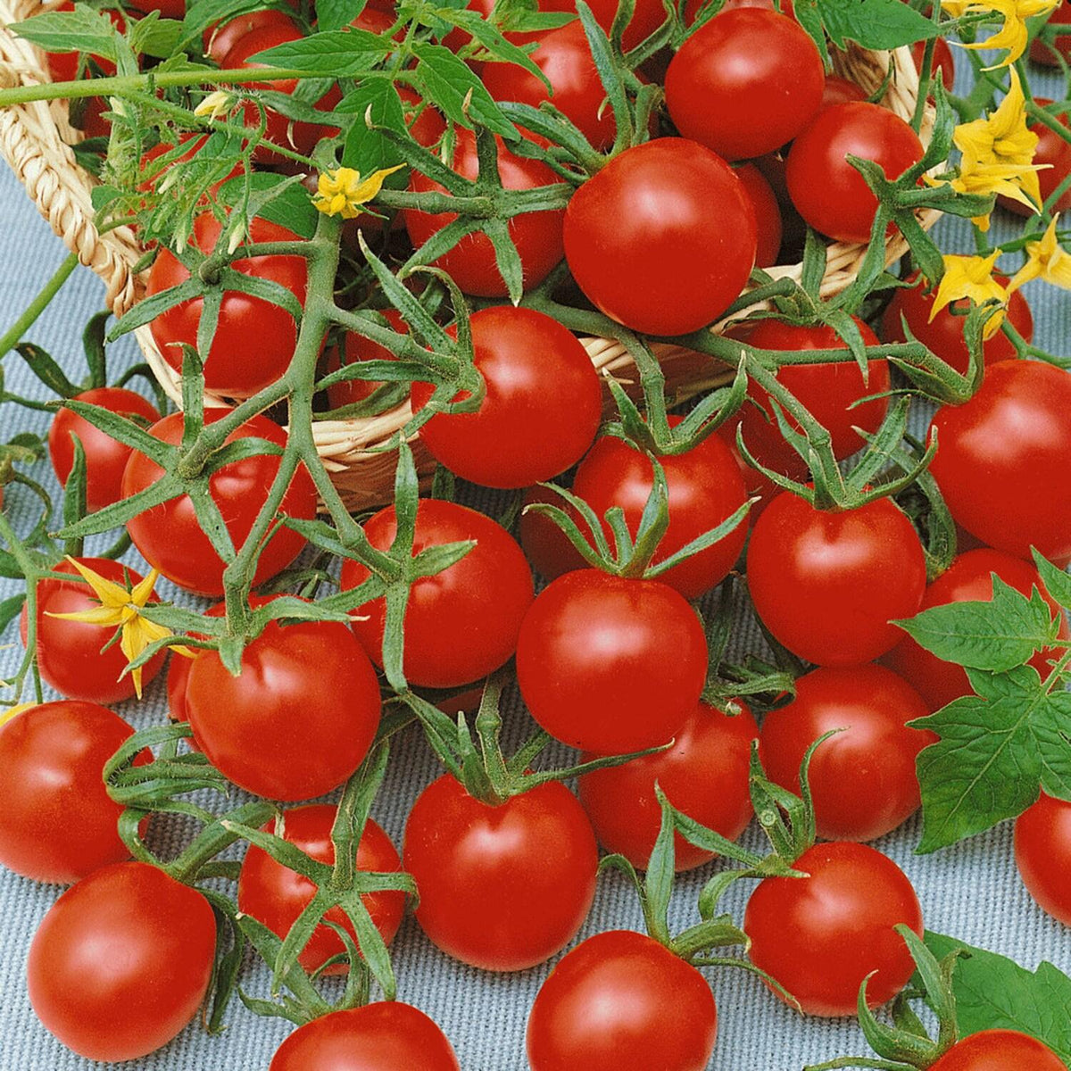 50+ Seeds Sweetie Cherry Tomato Seeds - Perfect for Planting and Gifti ...