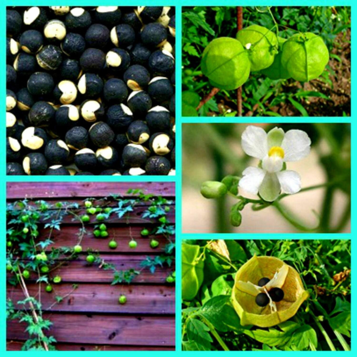 50+ Seeds Rare Balloon Vine Seeds Look Like Hot Air Balloon - Perfect ...