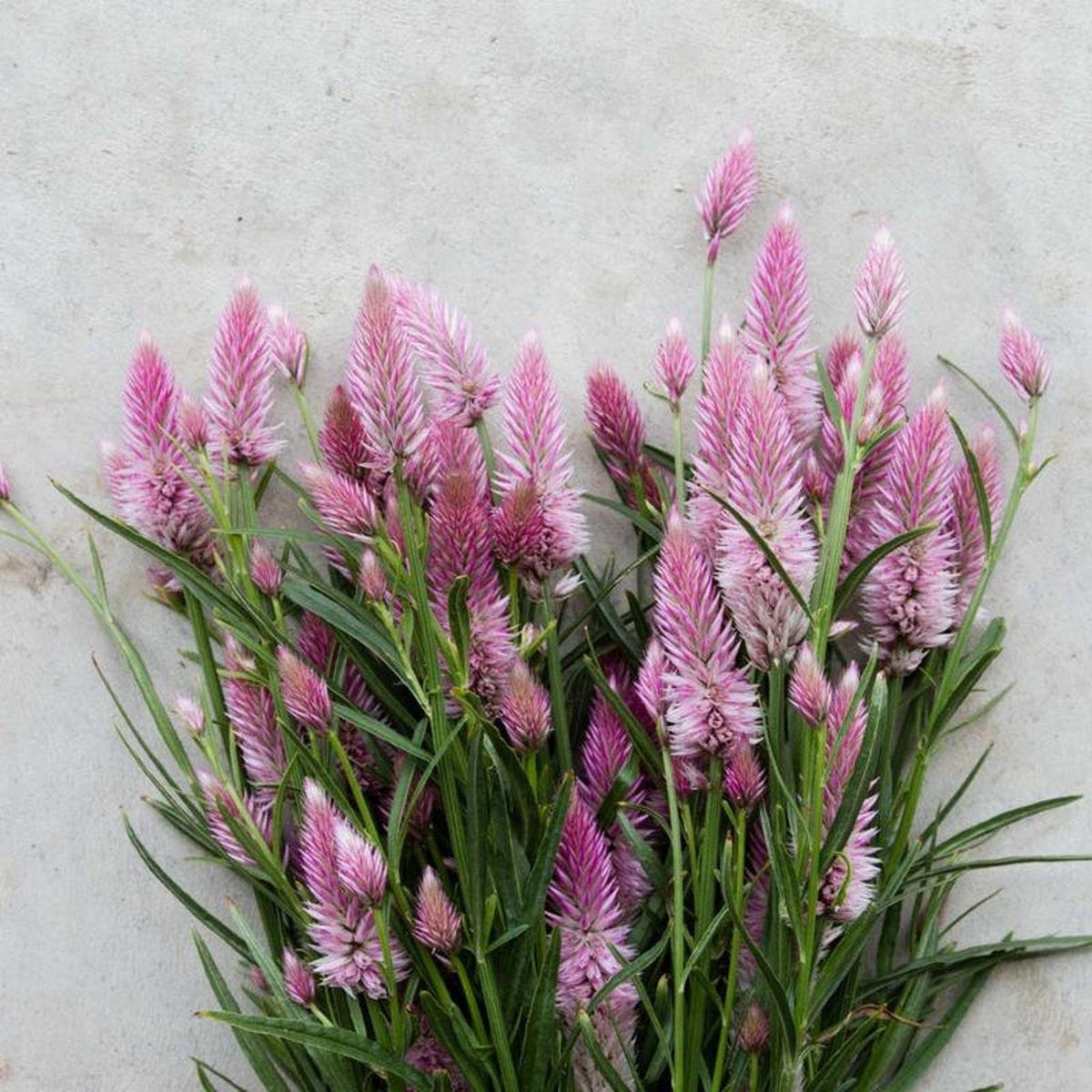 40+ Seeds Flamingo Feather Celosia Seeds, Celosia Spicata - Perfect fo ...