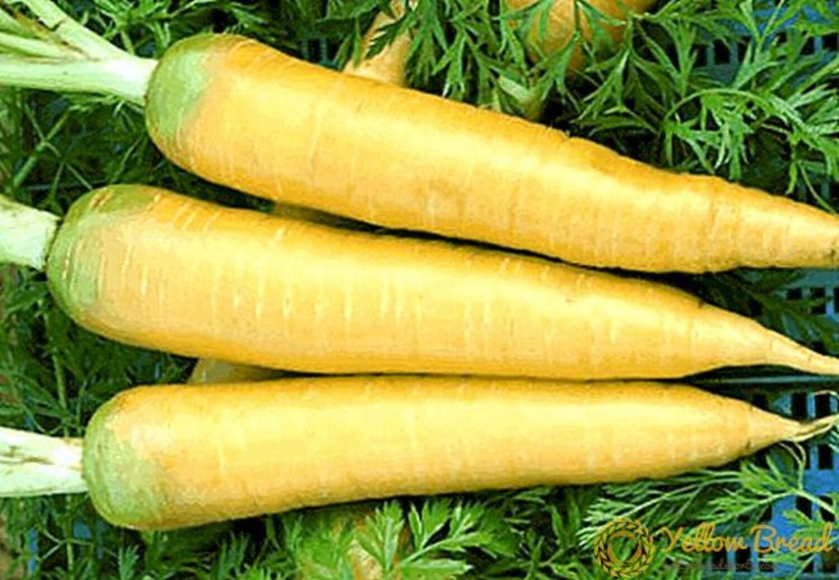 100+ Seeds Solar Yellow Carrot Seeds - Perfect for Planting and Giftin ...