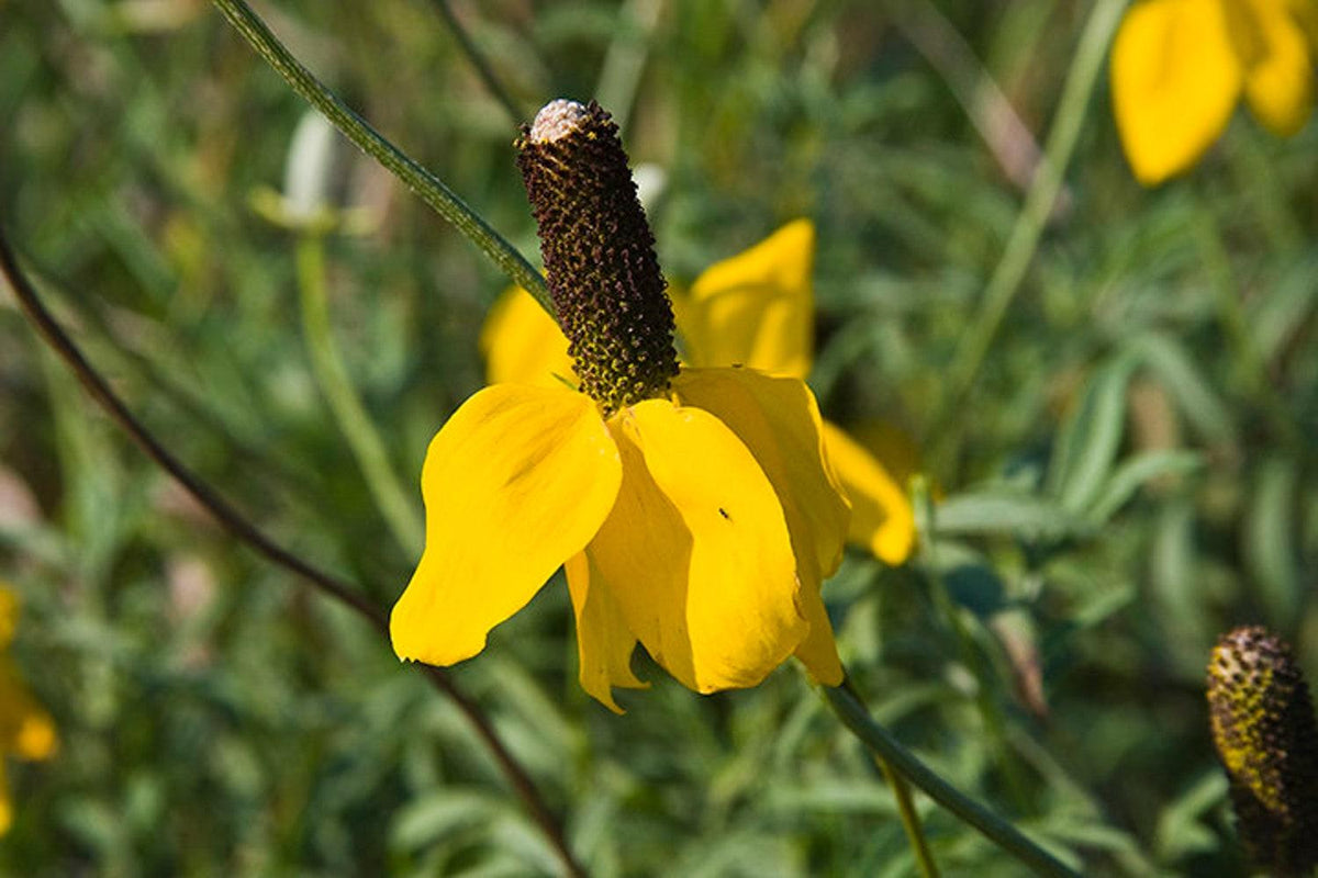 50+ Seeds Yellow Prairie Coneflower, Ratibida Columnaris Seeds - Perfe ...