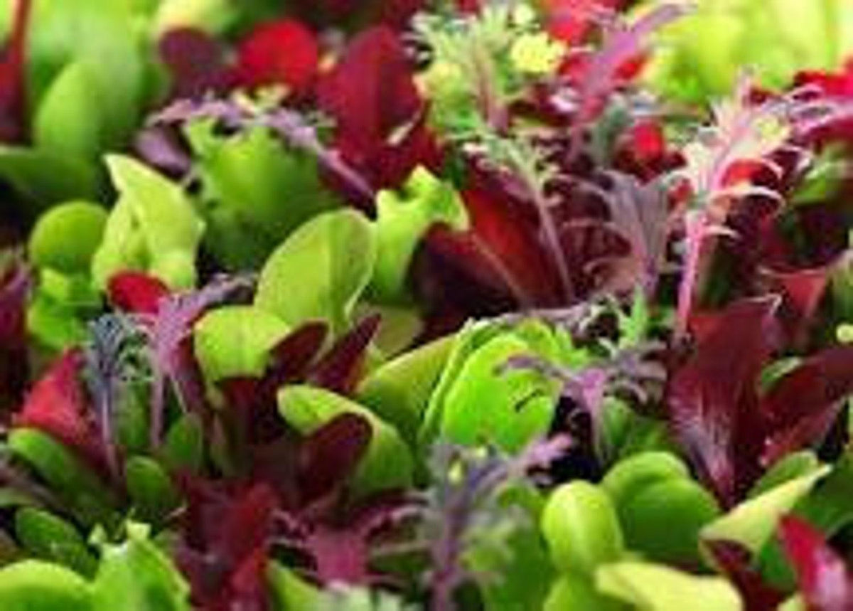 Microgreens Mild Mix 50+ Seeds - Perfect for Planting and Gifting ...