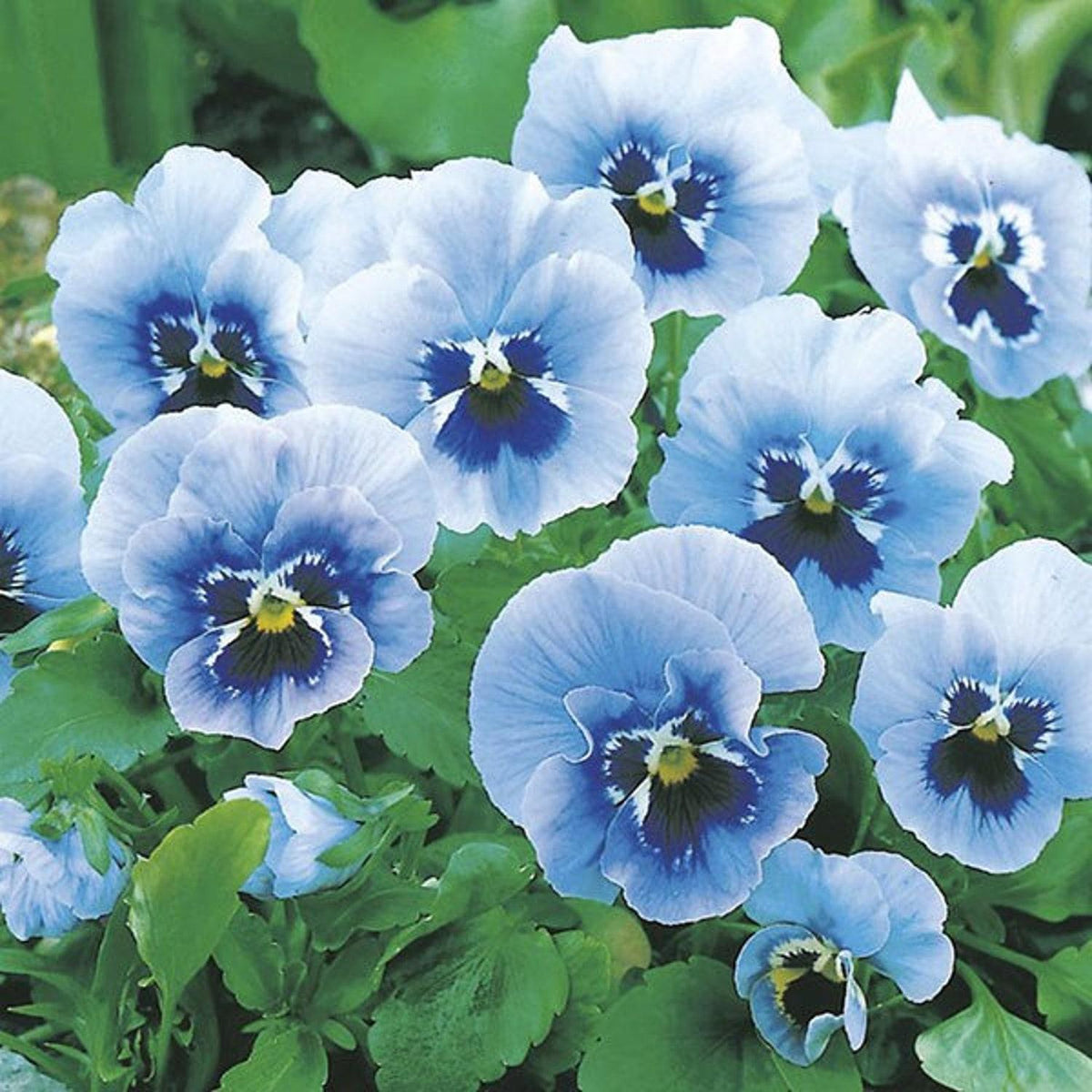 Pansy Joker Light Blue Seeds Viola X Wittrockian 40+ Seeds Organic Flo ...