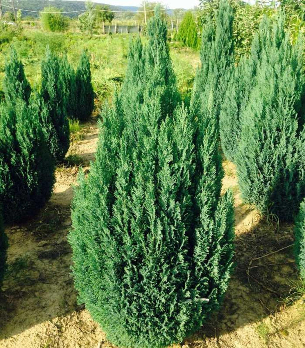 Chamaecyparis Lawsoniana Tree Seeds Pine Tree Seeds 100+ Seeds - Perfe ...