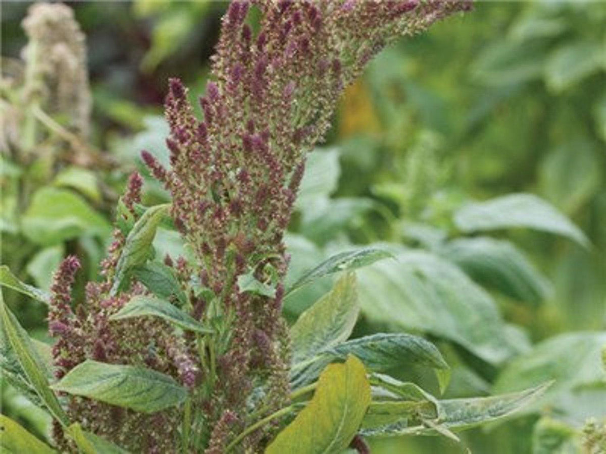50+ Seeds Amaranth Thai Rw Seeds (rare) - Perfect for Planting and Gif ...
