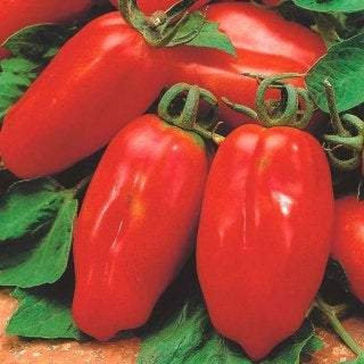 Organic Italian San Marzano Tomatos 35+ Seeds, - Perfect for Planting ...