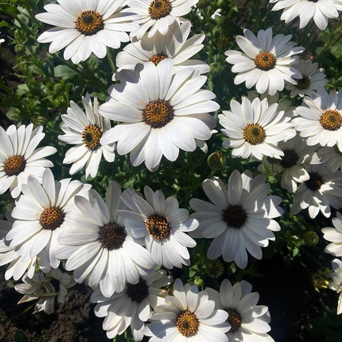 Dimorphotheca Seeds 100+ Seeds White African Daisy Dimorphoteca Ecklon ...