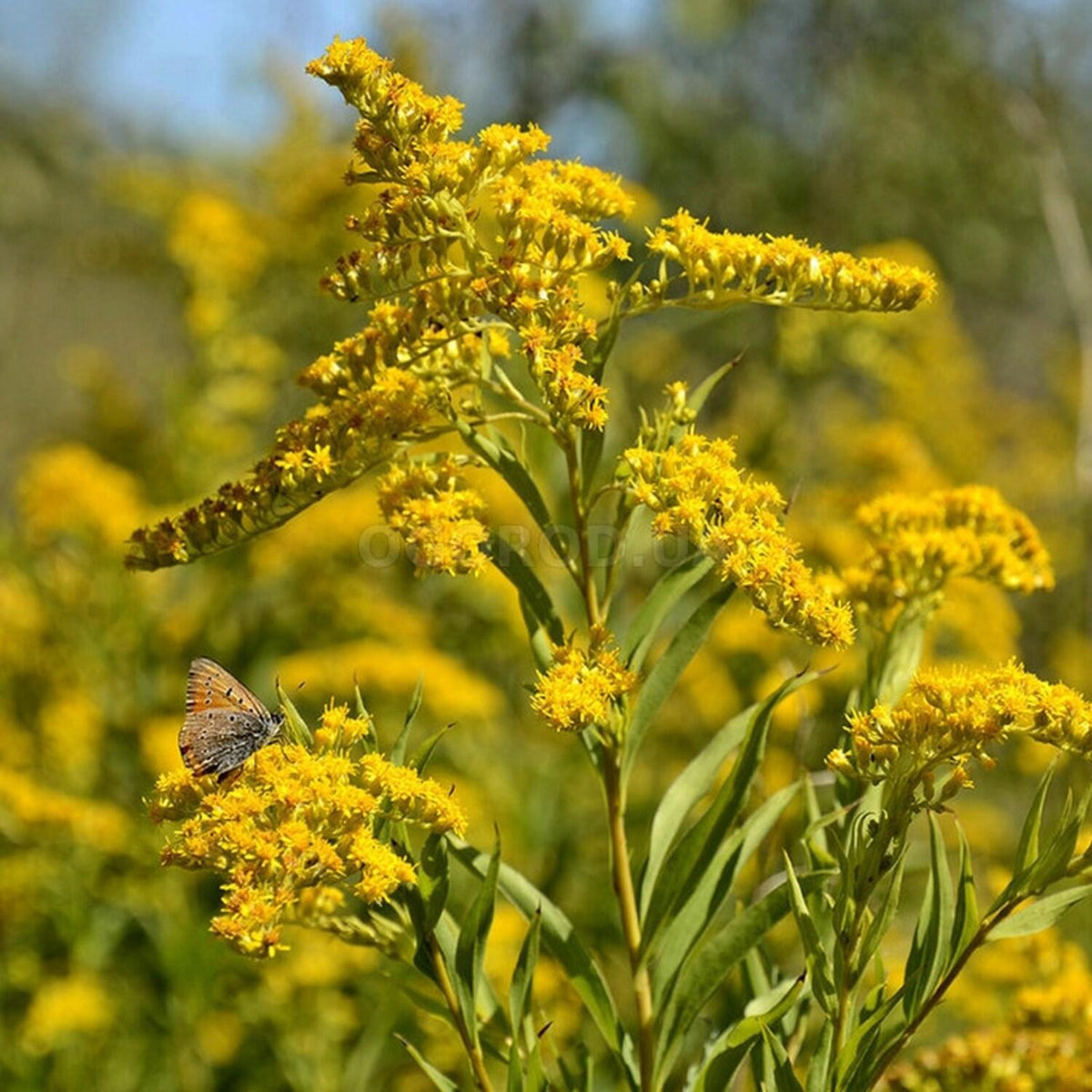 Solidago Canadensis 100+ Seeds ,canada Goldenrod,honey Tree, Ukrainian ...