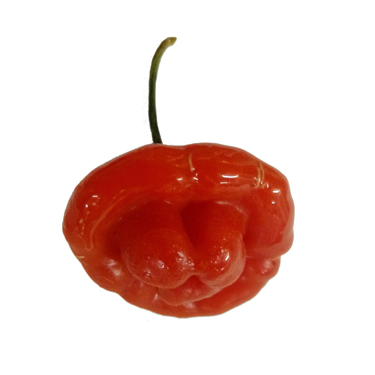 Puerto Rico Hot Pepper 35+ Seeds - Perfect for Planting and Gifting ...