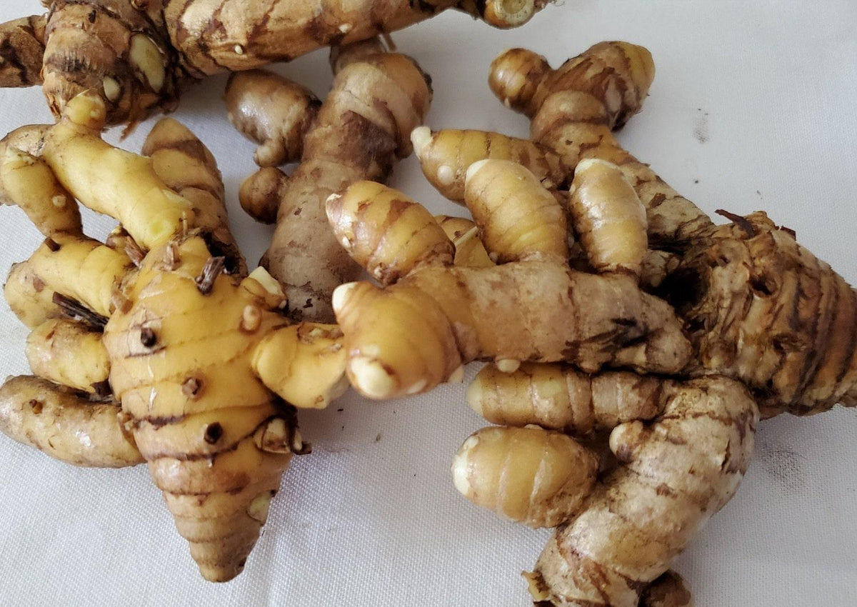 50+ Seeds Fresh Purple Turmeric, Curcuma Caesia Seeds - Perfect for Pl ...