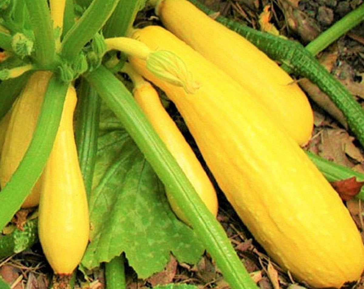 Yellow Straightneck Summer Squash Seeds Straight Neck Golden Courgette ...