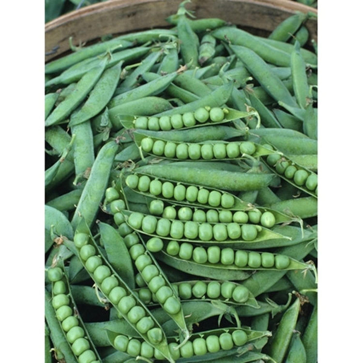 50+ Seeds Vp) Green Arrow Pea Seeds Pea Perfection - Perfect for Plant ...