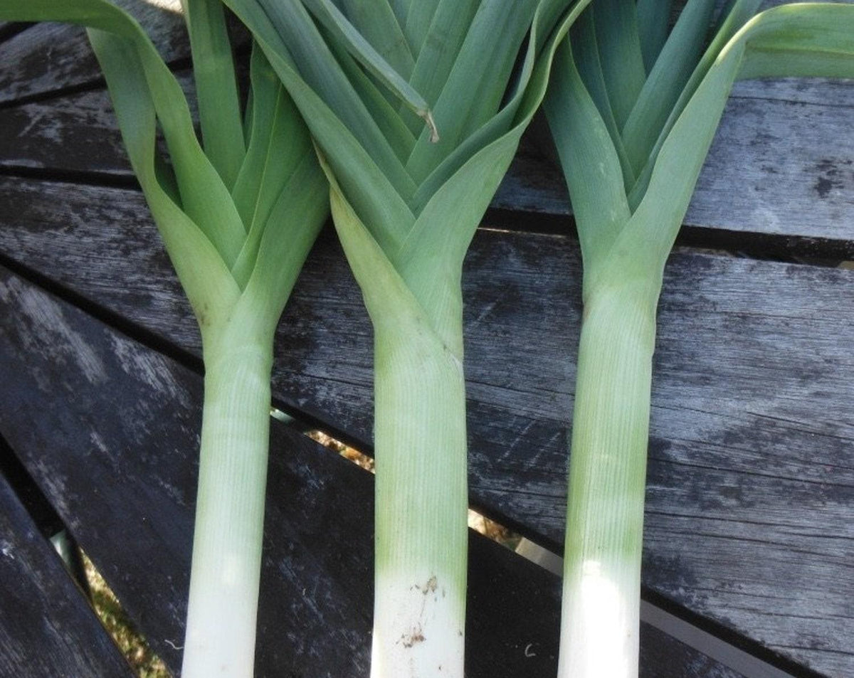 American Flag Leek Seeds Allium Ampeloprasum Ramps Leeks Scallion Bunc ...