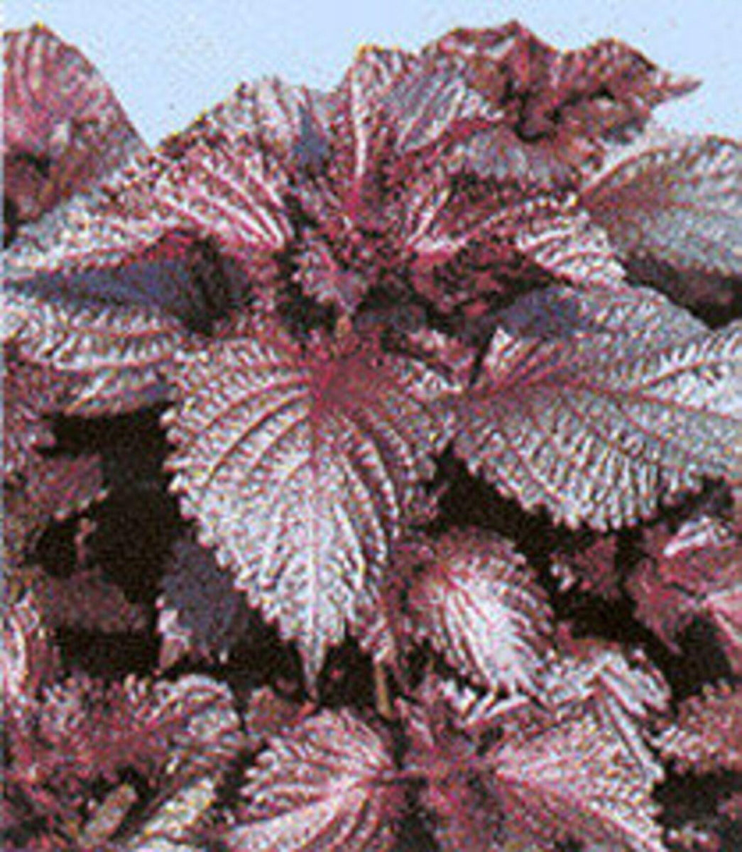 Seeds 100+ Seeds Aka Shiso Japanese Red Perilla Herb Seeds Aka Jiso Ak ...