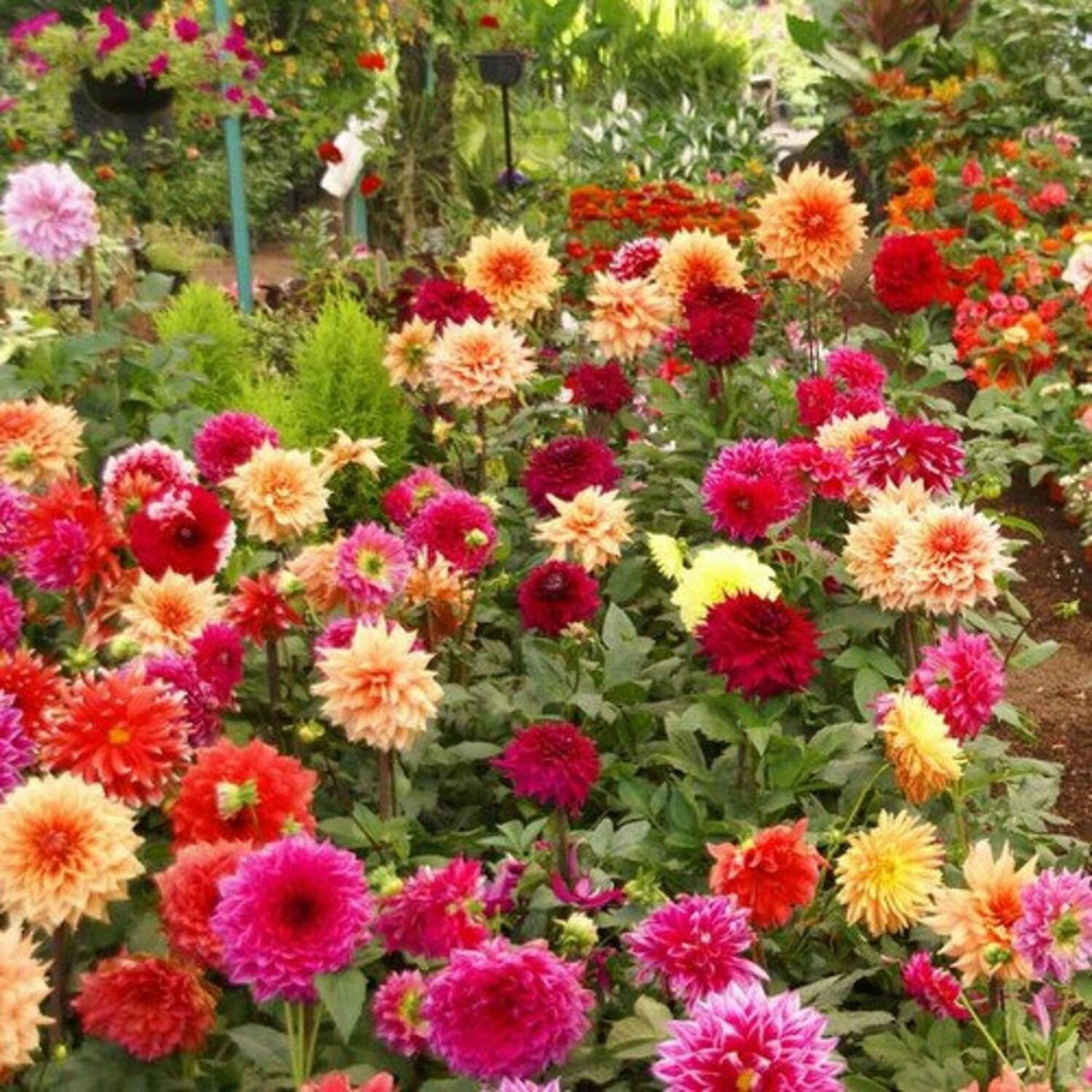 Dahlia Opera Mix Flower Seeds (dahlia Variabilis) 35+ Seeds - Perfect ...