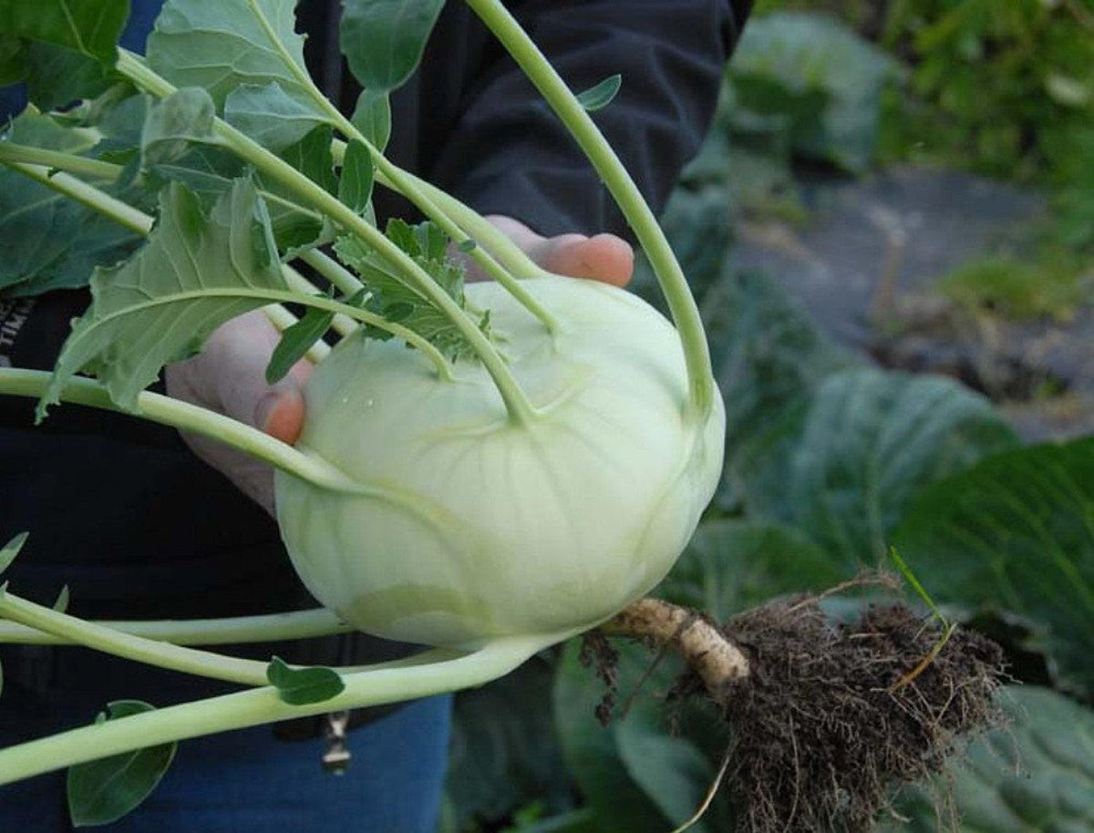 50+ Seeds Exotic Kohlrabi Giant Cabbage Seeds Grow This Giant Cabbage ...