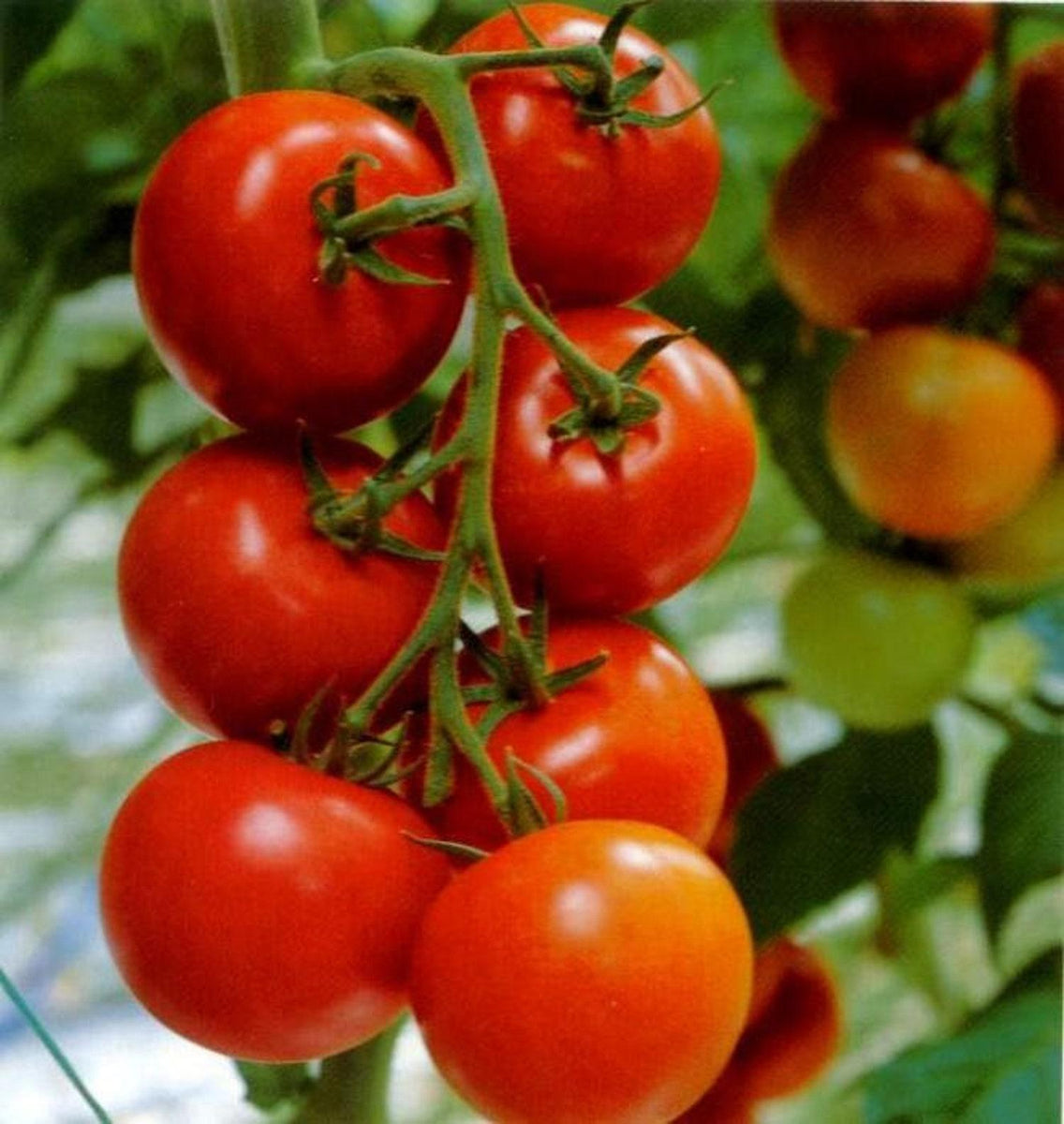Tomato Seeds Little Red Riding Hood 100+ Seeds - Perfect for Planting ...