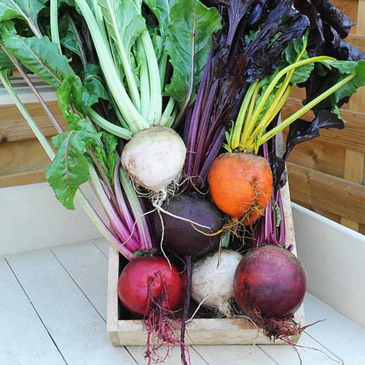 Beet Rainbow Mixture Seeds 50+ Seeds - Perfect for Planting and Giftin ...