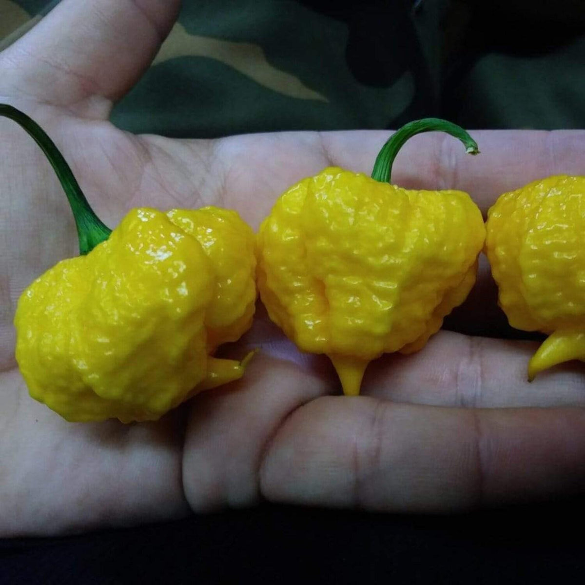50+ Seeds Scotch Brain Strain Yellow Seeds - Perfect for Planting and ...