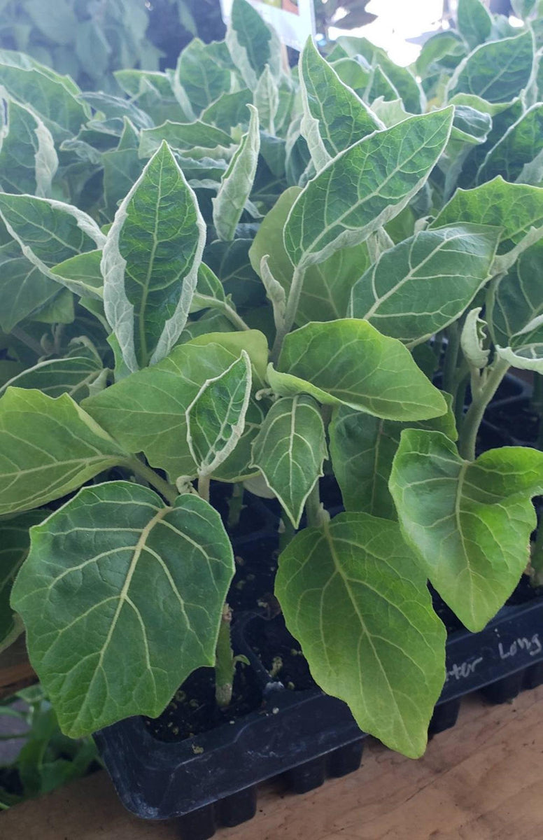 Likok Bitter Brinjal Bitterball Oblong Eggplant Seeds Plants (35+ Seed ...