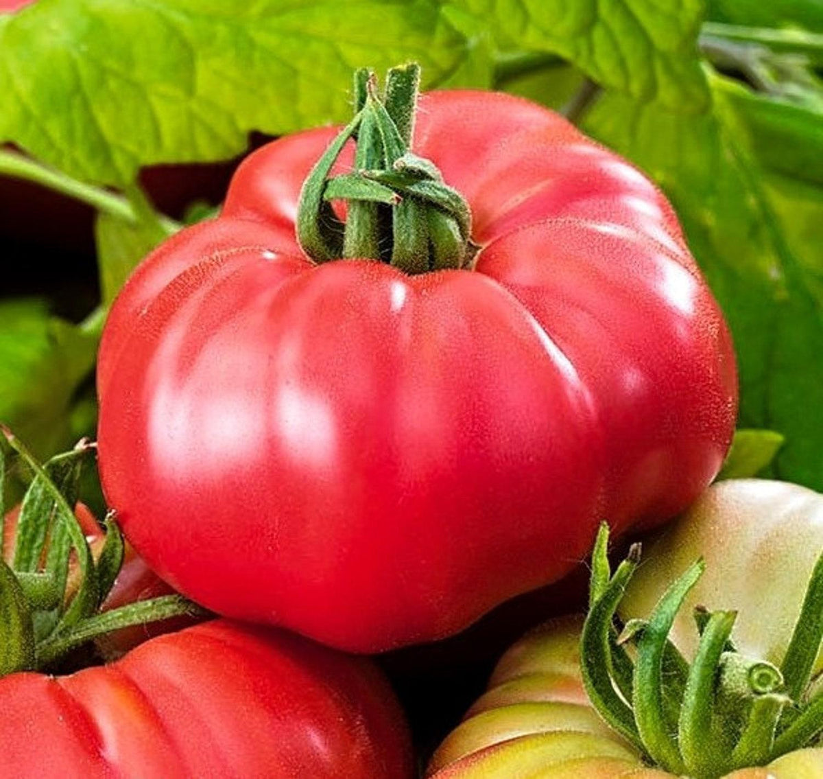 O Arowski Raspberry Tomato 100+ Seeds, - Perfect for Planting and Gift ...