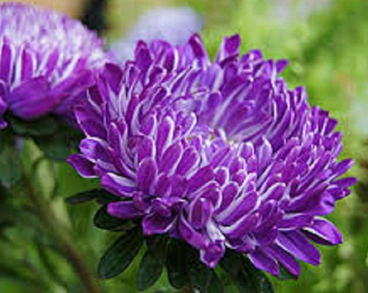 50+ Seeds Astra Callistephus Chinensis Gray Lady Blue Pion Shaped Flow ...