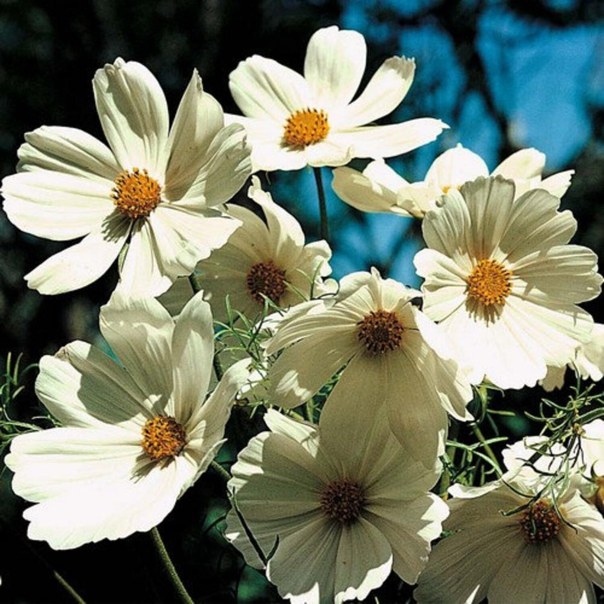 Cosmos Sensation Purity Flower Seeds (cosmos Bipinnatus) 50+ Seeds - P ...