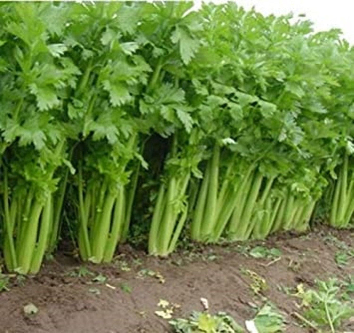 Celery Tall Utah 100+ Seeds Annual - Perfect for Planting and Gifting ...
