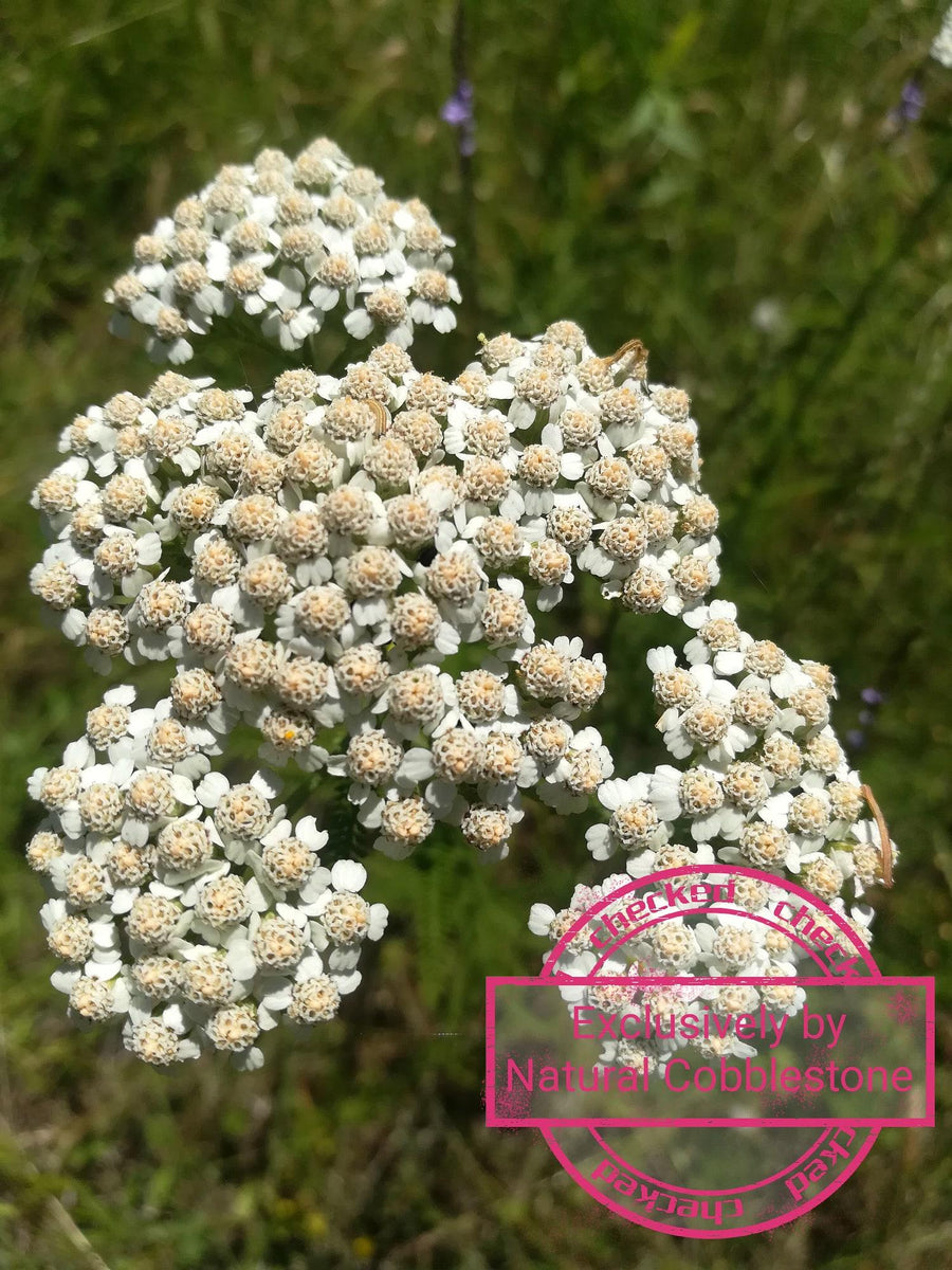 50+ Seeds White Yarrow Seeds Organic Achillea Millefolium Common Yarro ...