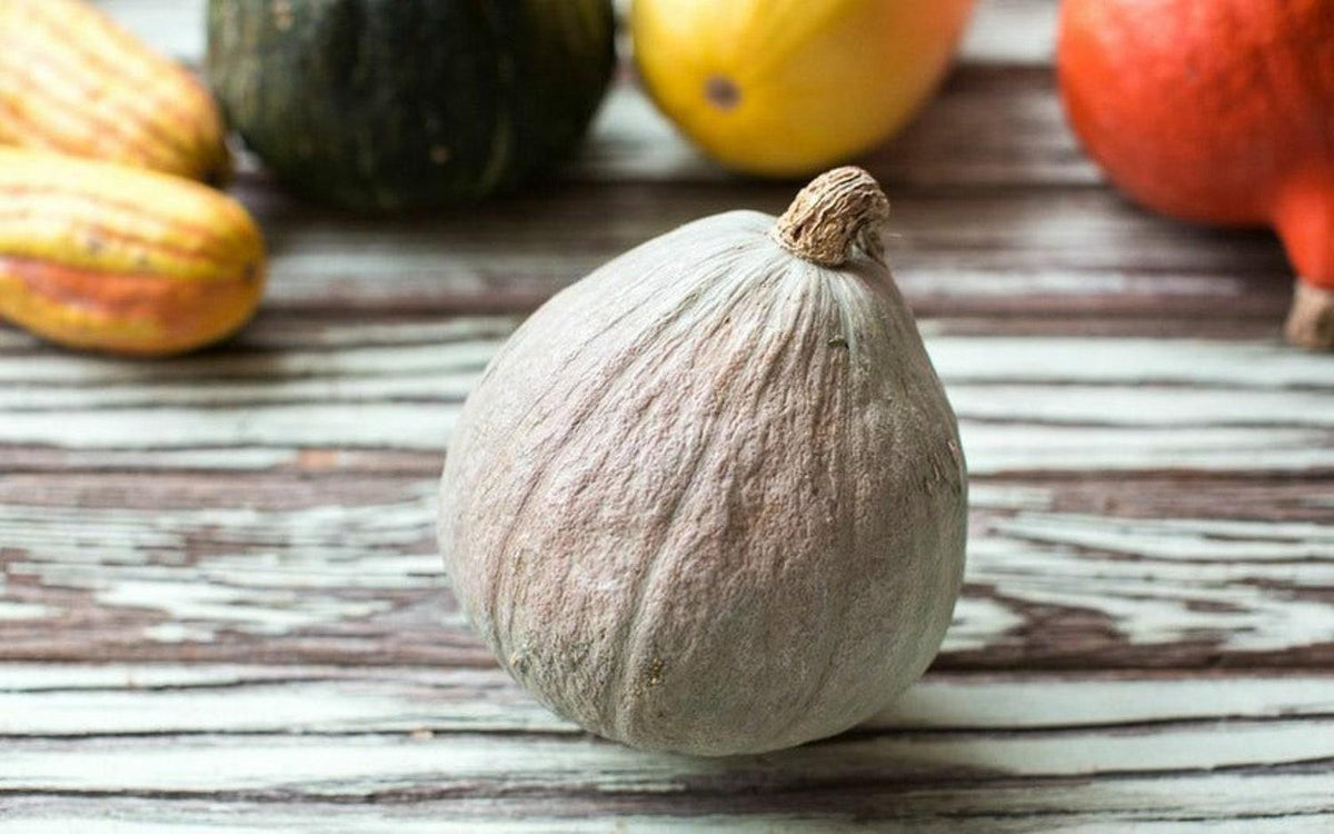 50+ Seeds Baby Blue Hubbard Squash (curcubita Maxima) Seeds Blue Hubba ...