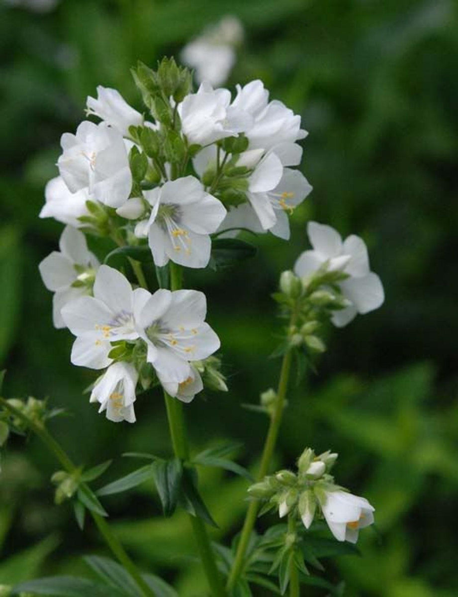 100+ Seeds Pearl White Jacobs Ladder Flower Seeds - Perfect for Planti ...