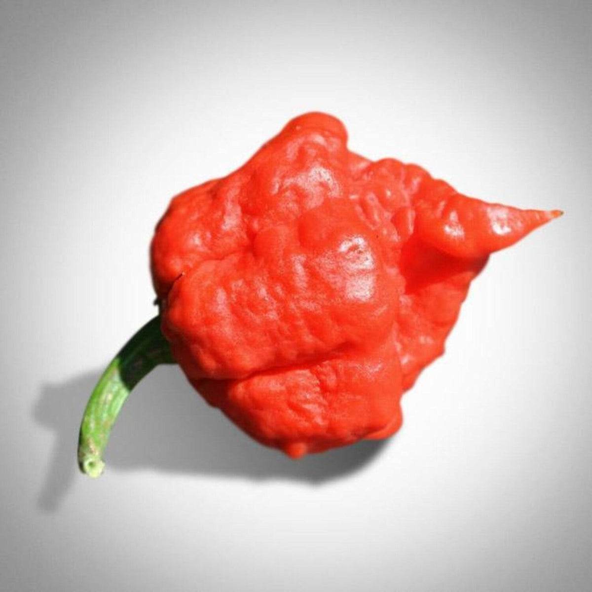 50+ Seeds Ma Wartryx Pepper Seeds - Perfect for Planting and Gifting ...