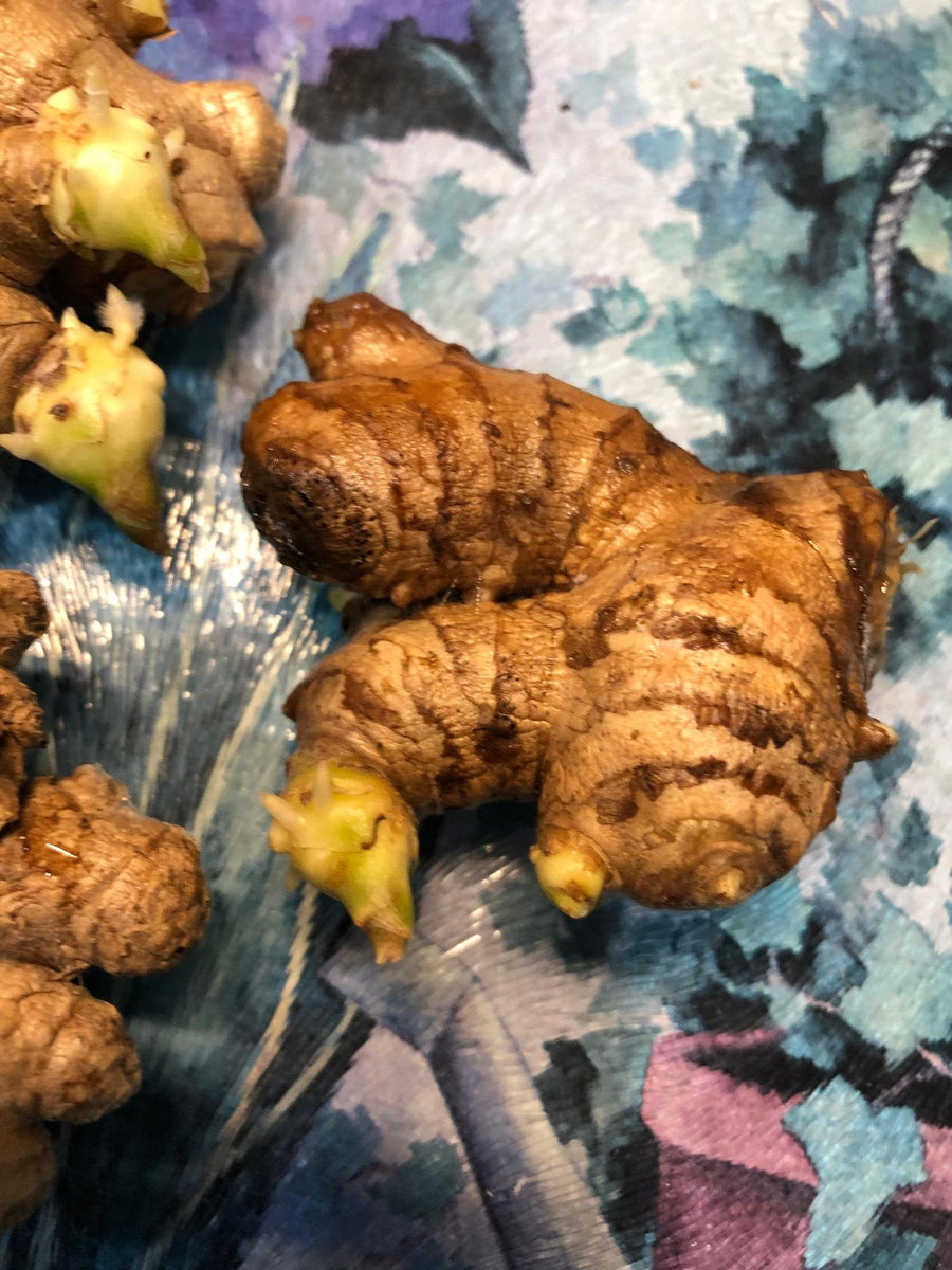 50+ Seeds Ginger Rhizome Sprouting And Ready To Grow Zinziber Officina ...