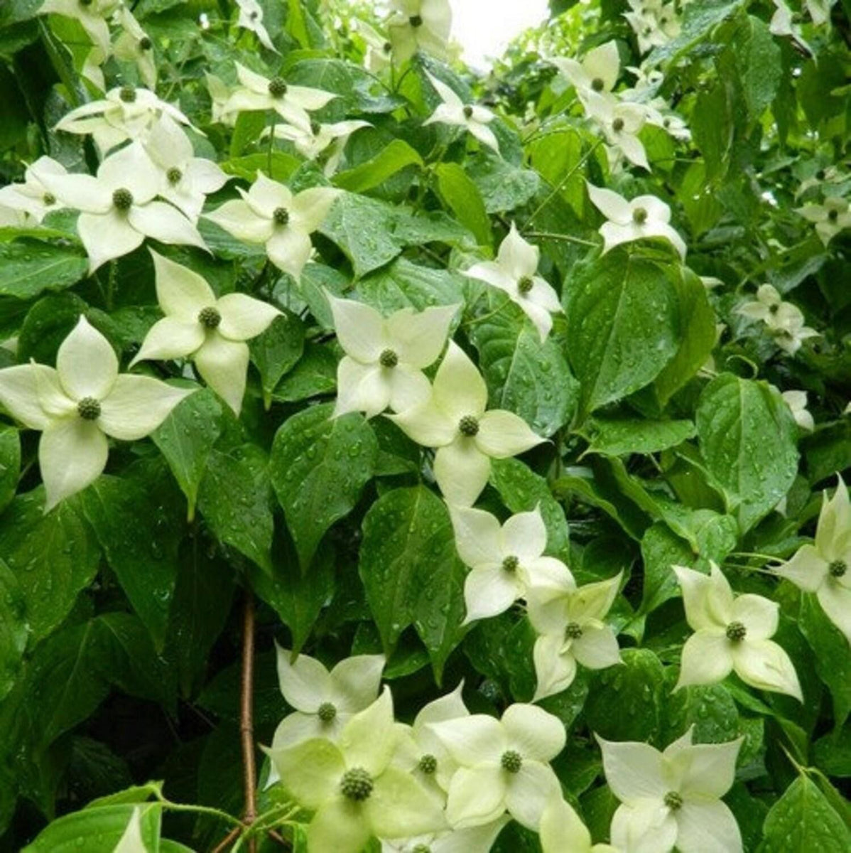 Dogwood Tree Seeds (cornus Ko Chinensis) 35+ Seeds - Perfect for Plant ...