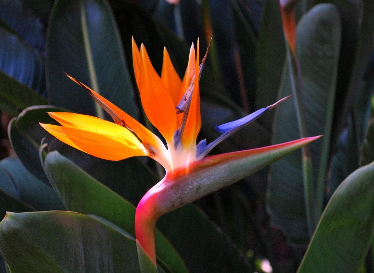 Strelitzia Bird Of Paradise 35+ Seeds Flower Seeds, - Perfect for Plan ...