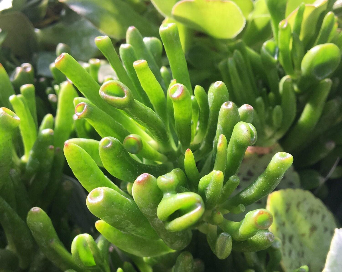 Crassula Ovata Gollum Gollum S Fingers Jade Plant Seeds Plant In 35+ S ...