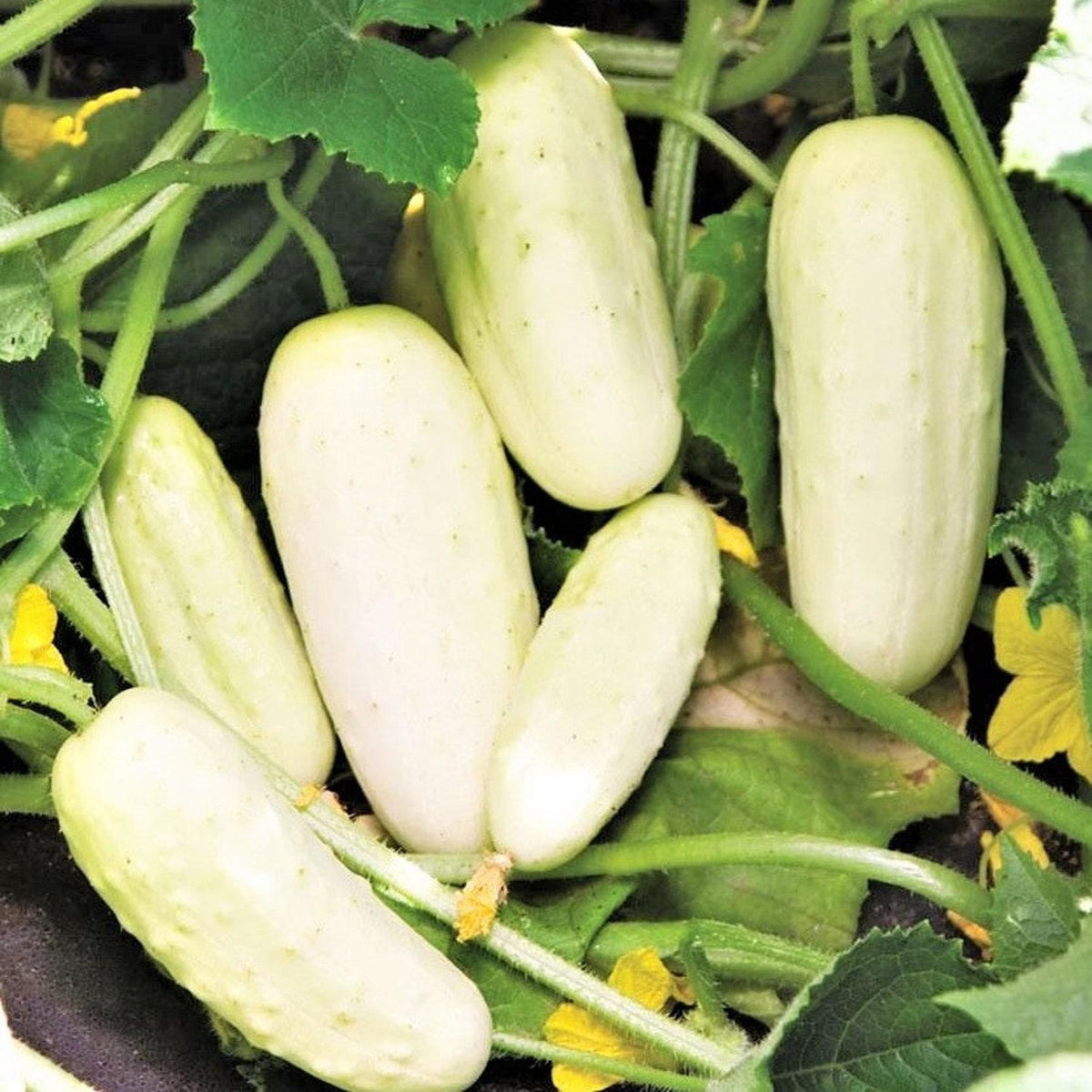 White Wonder Cucumber Seeds Ivory King Long Albino Jack Frost Landreth ...