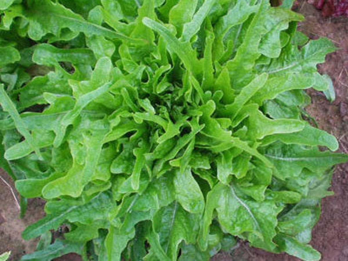 Royal Oakleaf Lettuce 100+ Seeds - Perfect for Planting and Gifting ...