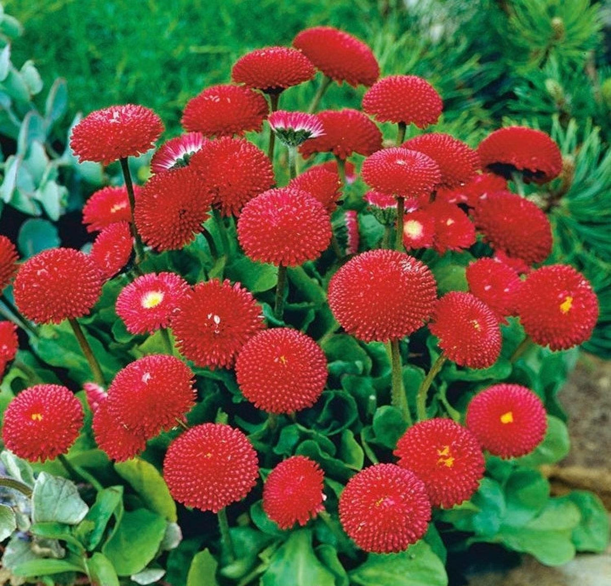 English Daisy Meadow Daisy Pomponette Red 100+ Seeds, - Perfect for Pl ...