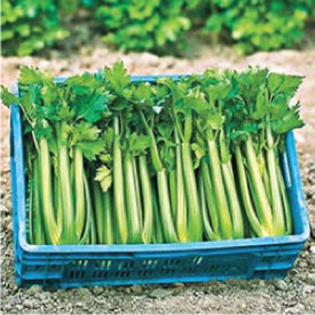 Tango Seeds Celery 100+ Seeds - Perfect for Planting and Gifting ...