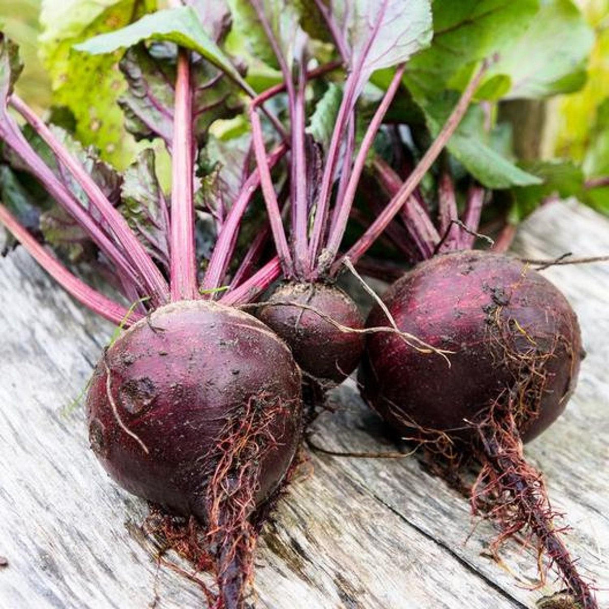 Lutz Green Leaf Beet 50+ Seeds - Perfect for Planting and Gifting ...